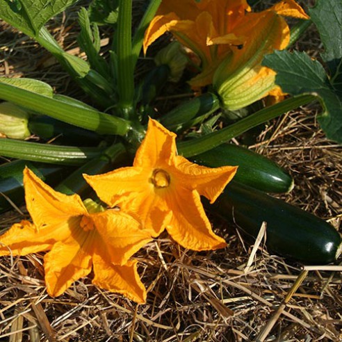 Courgette zaden kopen? Alle groentezaden snel bezorgd | 123zaden