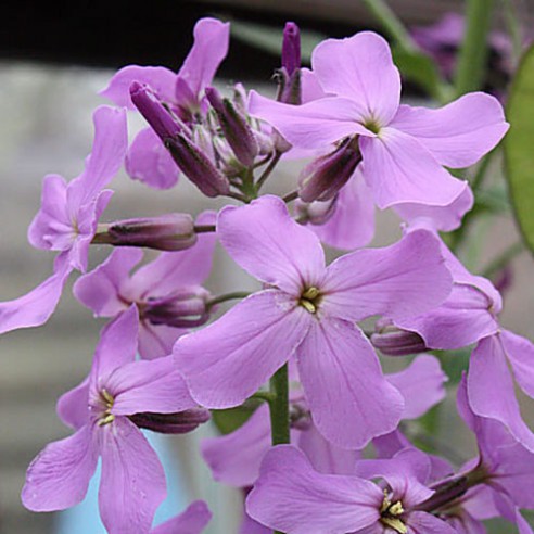 123zaden | Zaden kopen bij uw tuinzaden specialist!