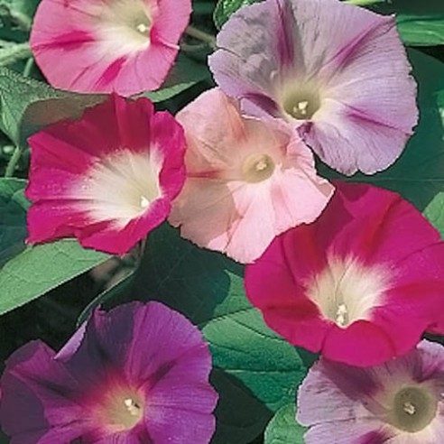 Klimmende winde eenjarige bloemen? /Snel geleverd door 123zaden.