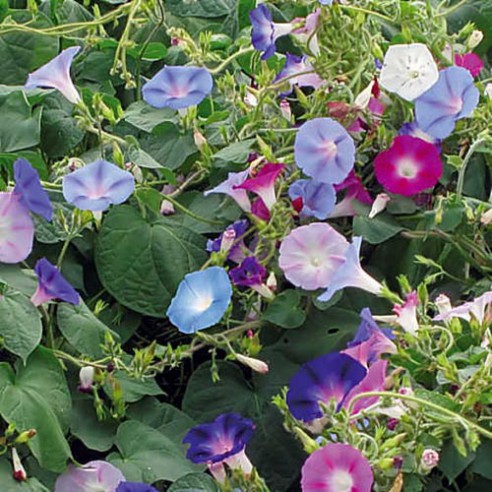 Klimmende Winde - Eenjarige Bloemen - Bloemzaden
