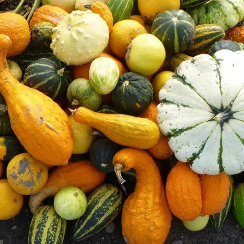 Pompoen zaden kopen? Alle groentezaden snel bezorgd | 123zaden