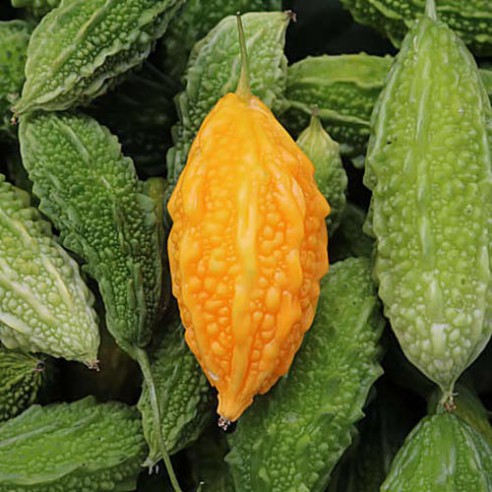 Sopropo zaden kopen? Alle groentezaden snel bezorgd | 123zaden