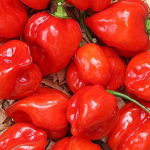 Peper Habanero Rood