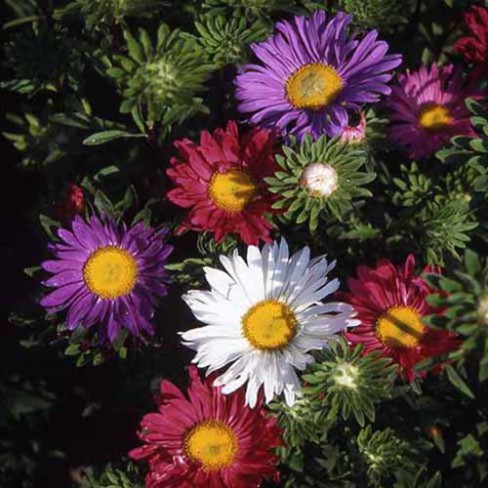 Aster Rainbow mix - Eenjarige Bloemen - Bloemzaden