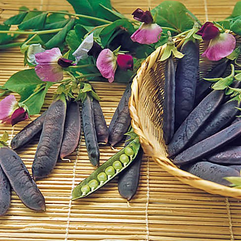 Capucijners Desiree - Peulvruchten - Groentezaden