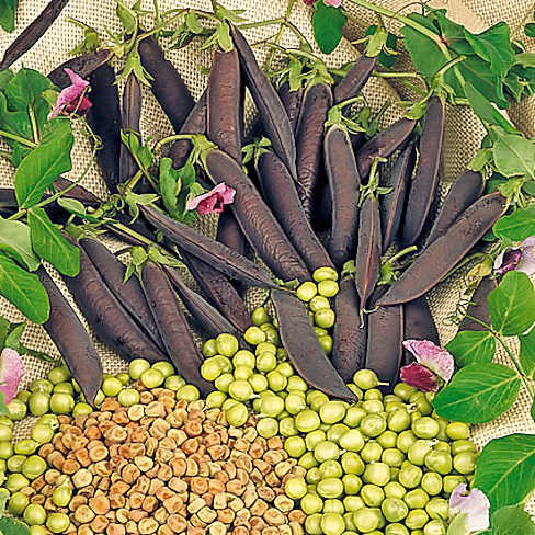 Capucijners Ezetha's blauwschokkers - Peulvruchten - Groentezaden