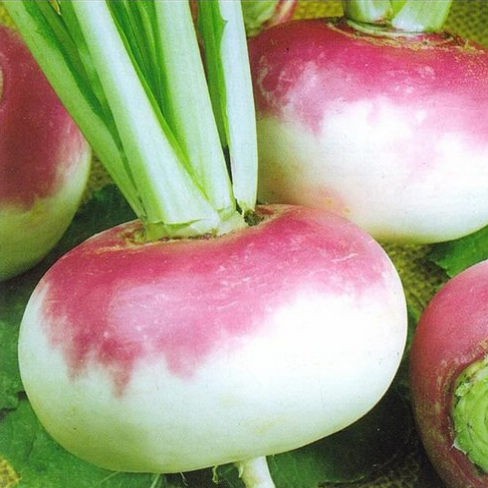 Raap Flat white purple top - Rapen - Groentezaden