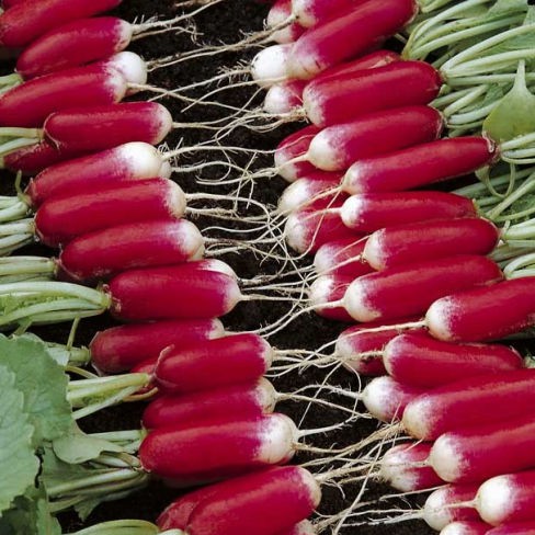 Radijs French Breakfast