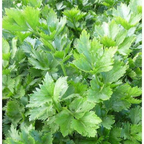 Selderij Gewone Snij