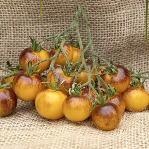 Cherrytomaat Awesome Emma