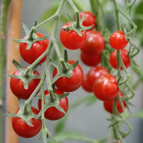 Cherrytomaat Hundreds and Thousands