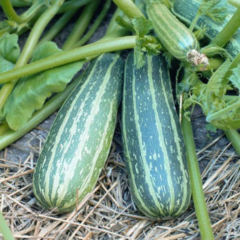Klimcourgette Long Green Trailing zaden - Courgette - Groentezaden