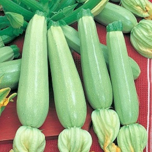Courgette Long White Bush 2 - Courgette - Groentezaden