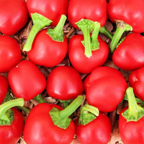 Paprika Mini Bell rood - Groentezaden