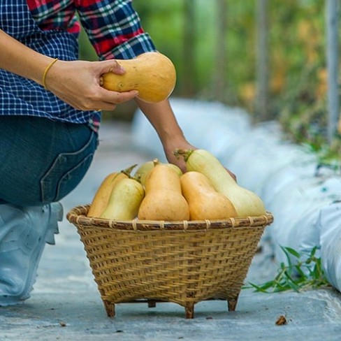Pompoen Mini Butternut