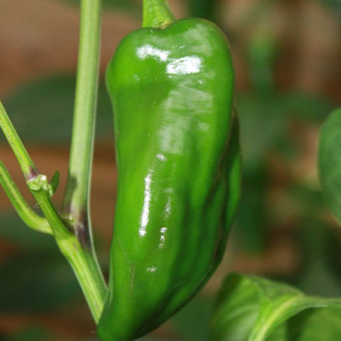 Peper Pimientos de Padron