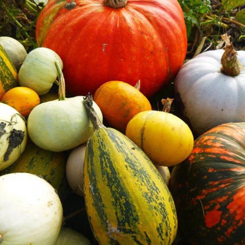 Pompoen mix (eetbaar)