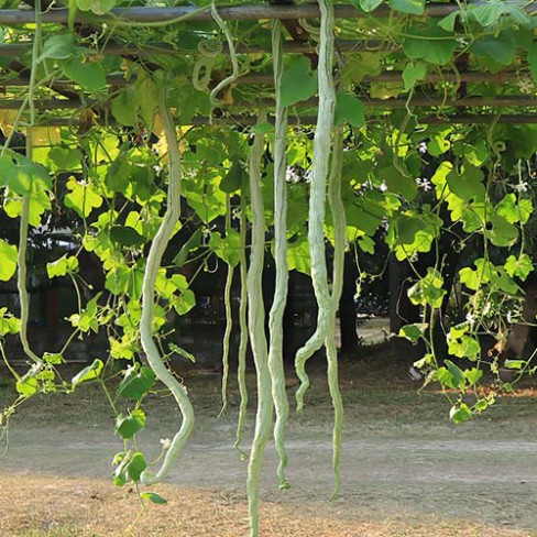 Kalebas Sicilian Snake