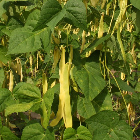 Snijboon Golden Gate