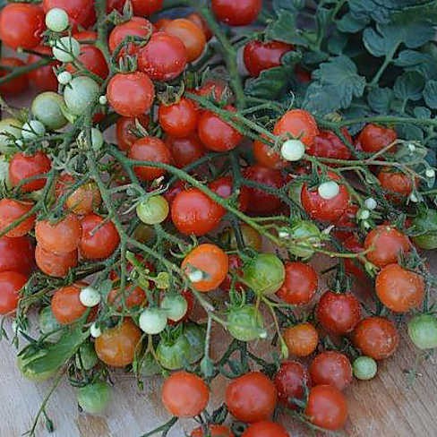 Cherrytomaat Sweet Baby - Tomaten - Groentezaden