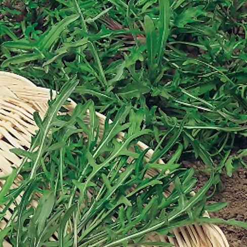Wilde Rucola zaden
