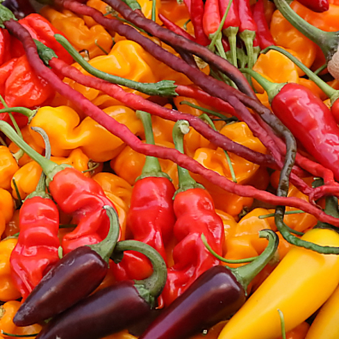 Alles wat je wilt weten over pepers - Blog 123zaden